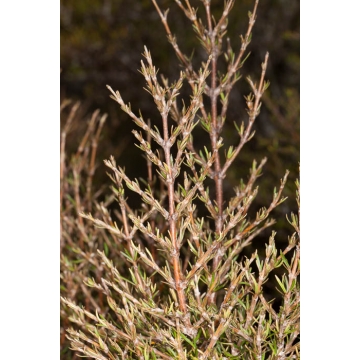 Coprosma rugosa | Christchurch Canterbury