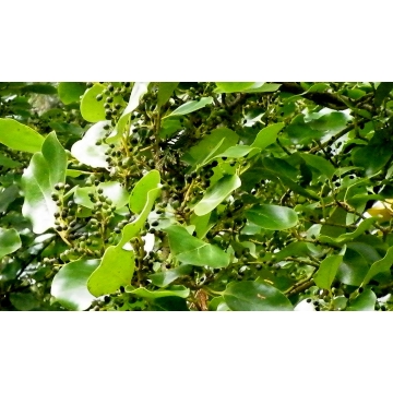 Griselinia littoralis Kapuka, Broadleaf | Christchurch Canterbury