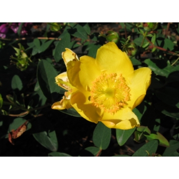 Hypericum Hidcote St Johns Wort | Christchurch Canterbury